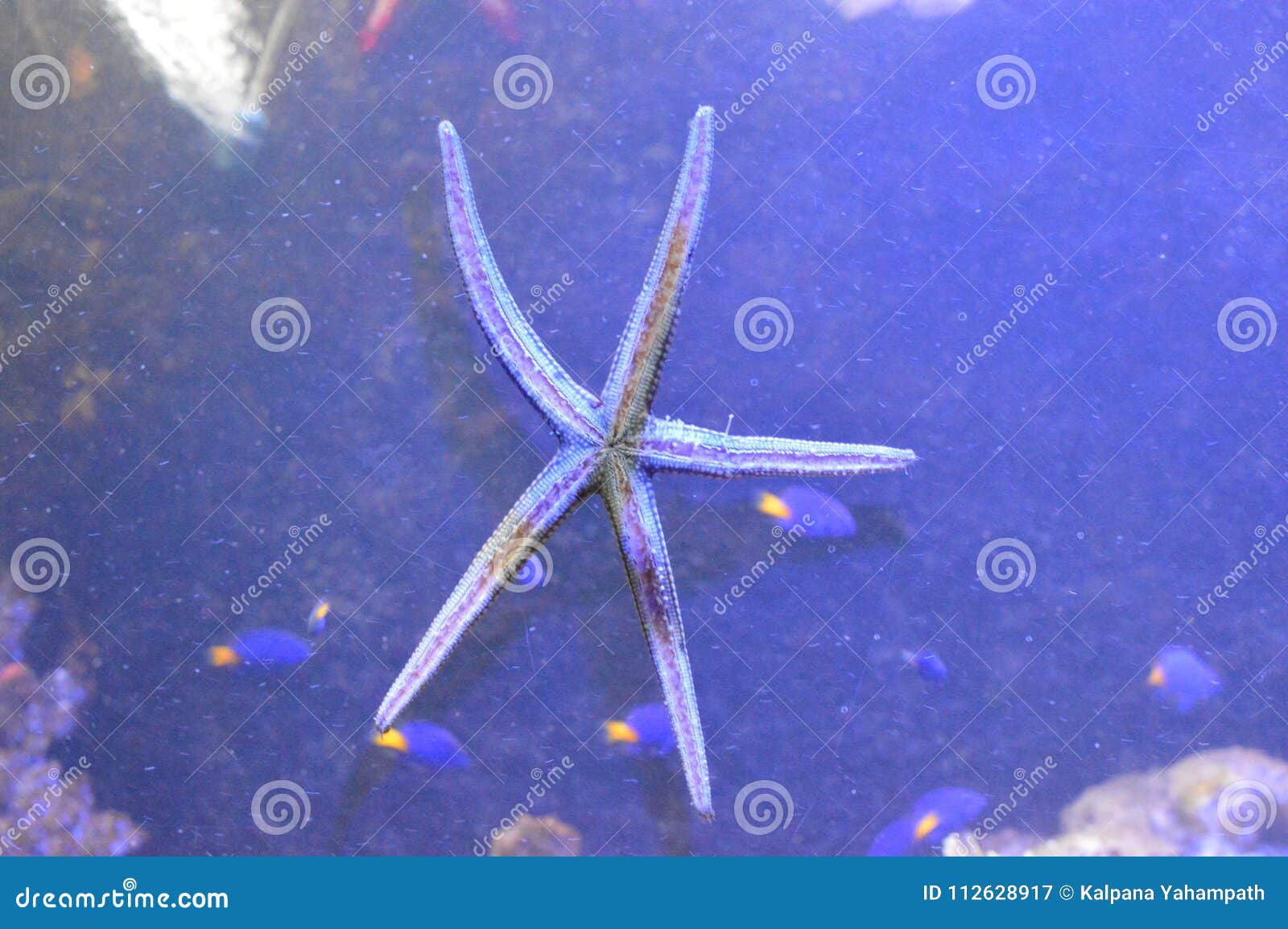 Star fish stock image. Image of prehistoric, symbol - 112628917