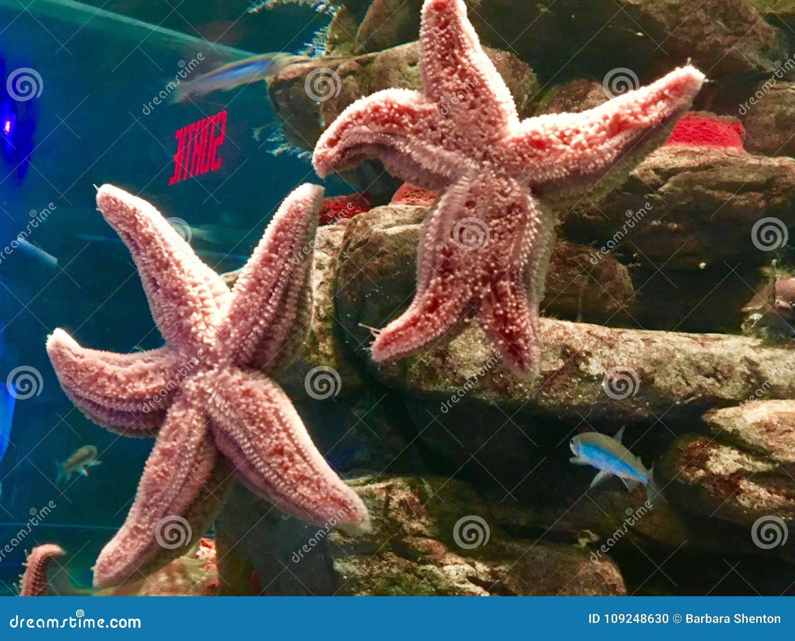 Star fish stock photo. Image of pink, fish, tank, star - 109248630