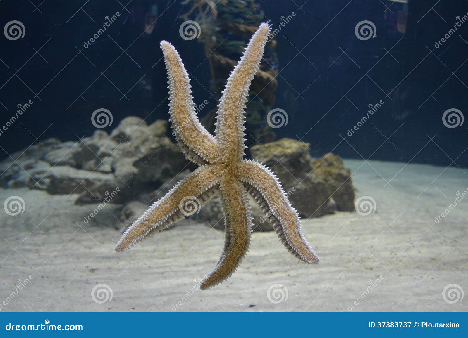 Star fish stock image. Image of colorful, blue, marine - 37383737