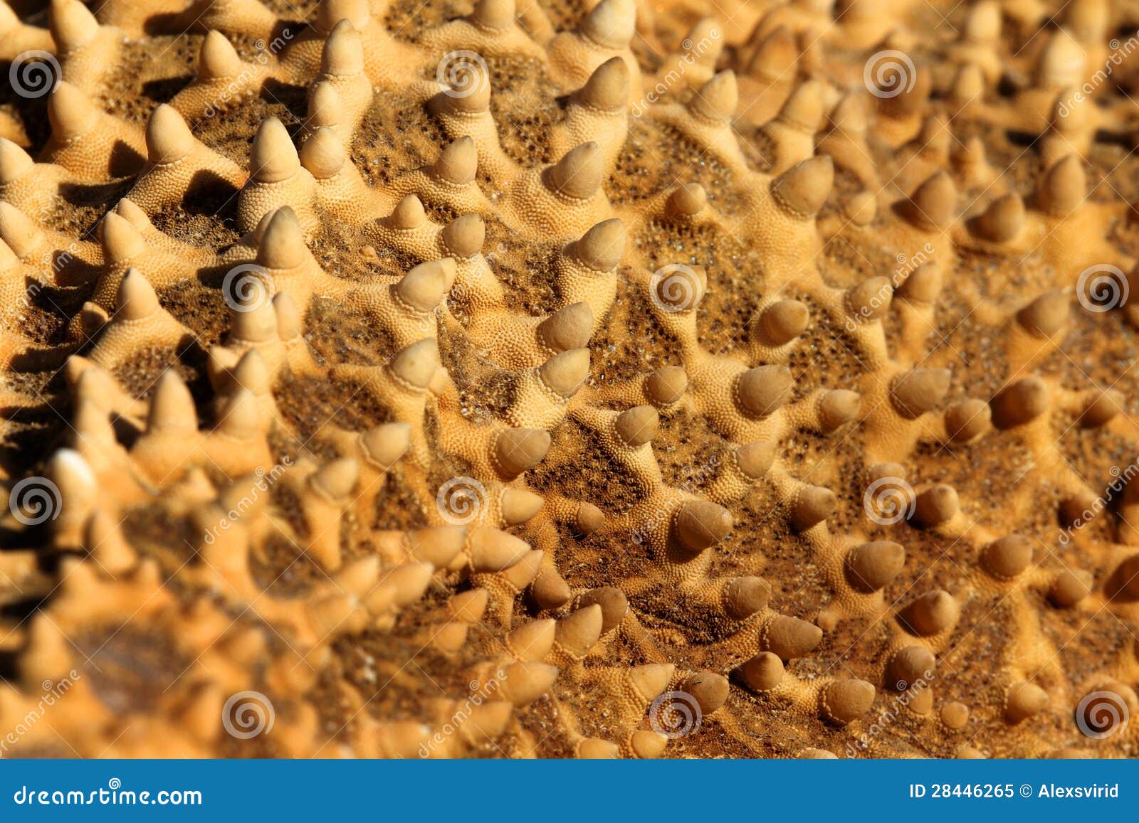 Star fish texture stock image. Image of shore, biology - 28446265