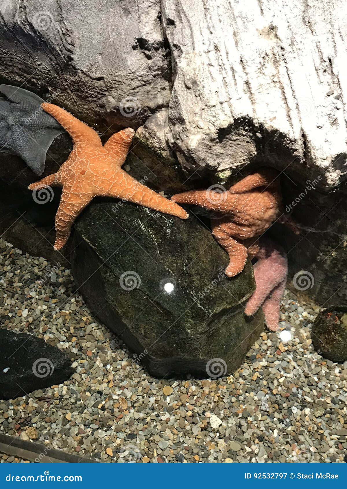 Star Fish stock image. Image of orange, rocks, star, animals - 92532797