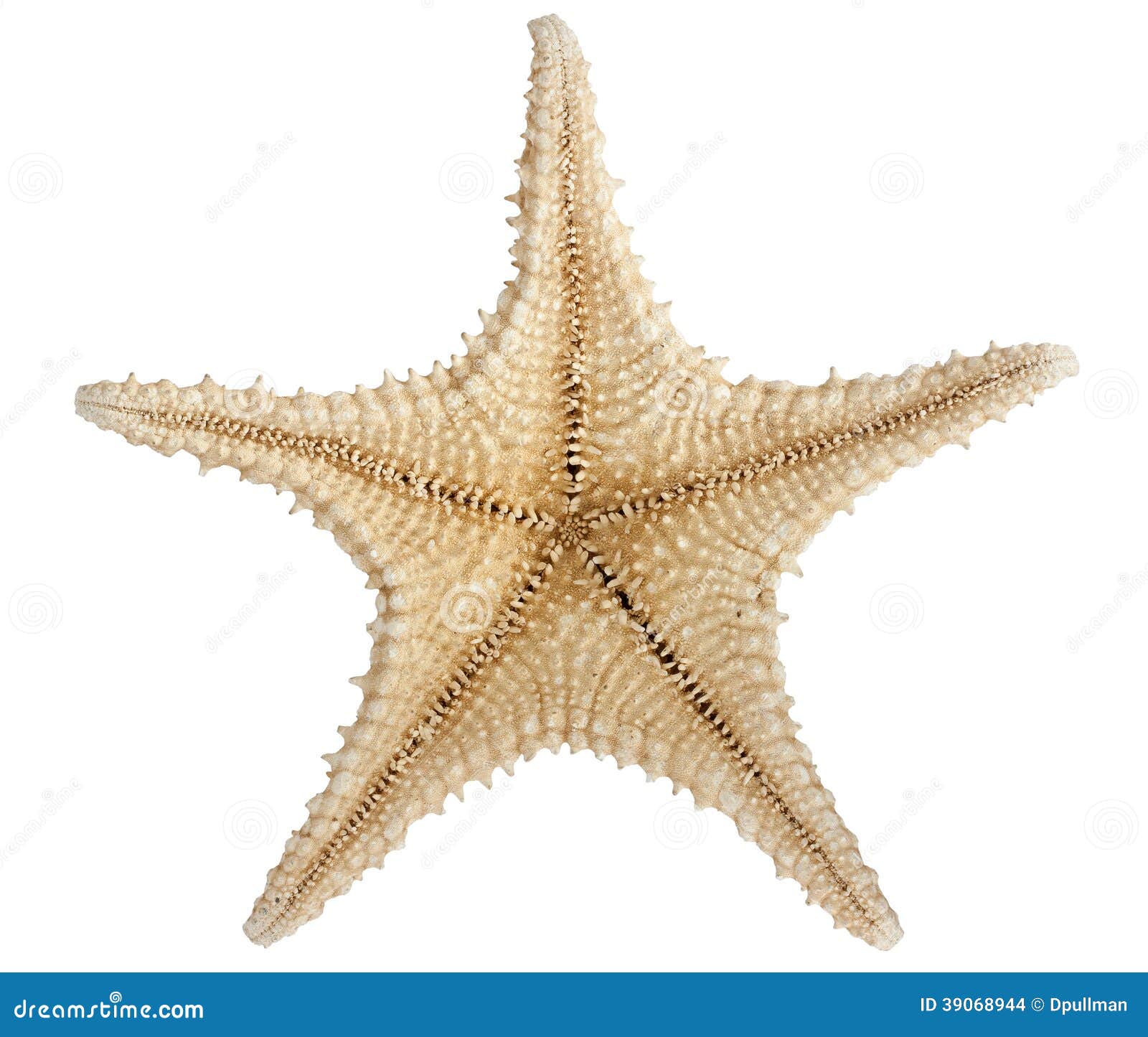 Star Fish stock photo. Image of biology, coral, beach - 39068944