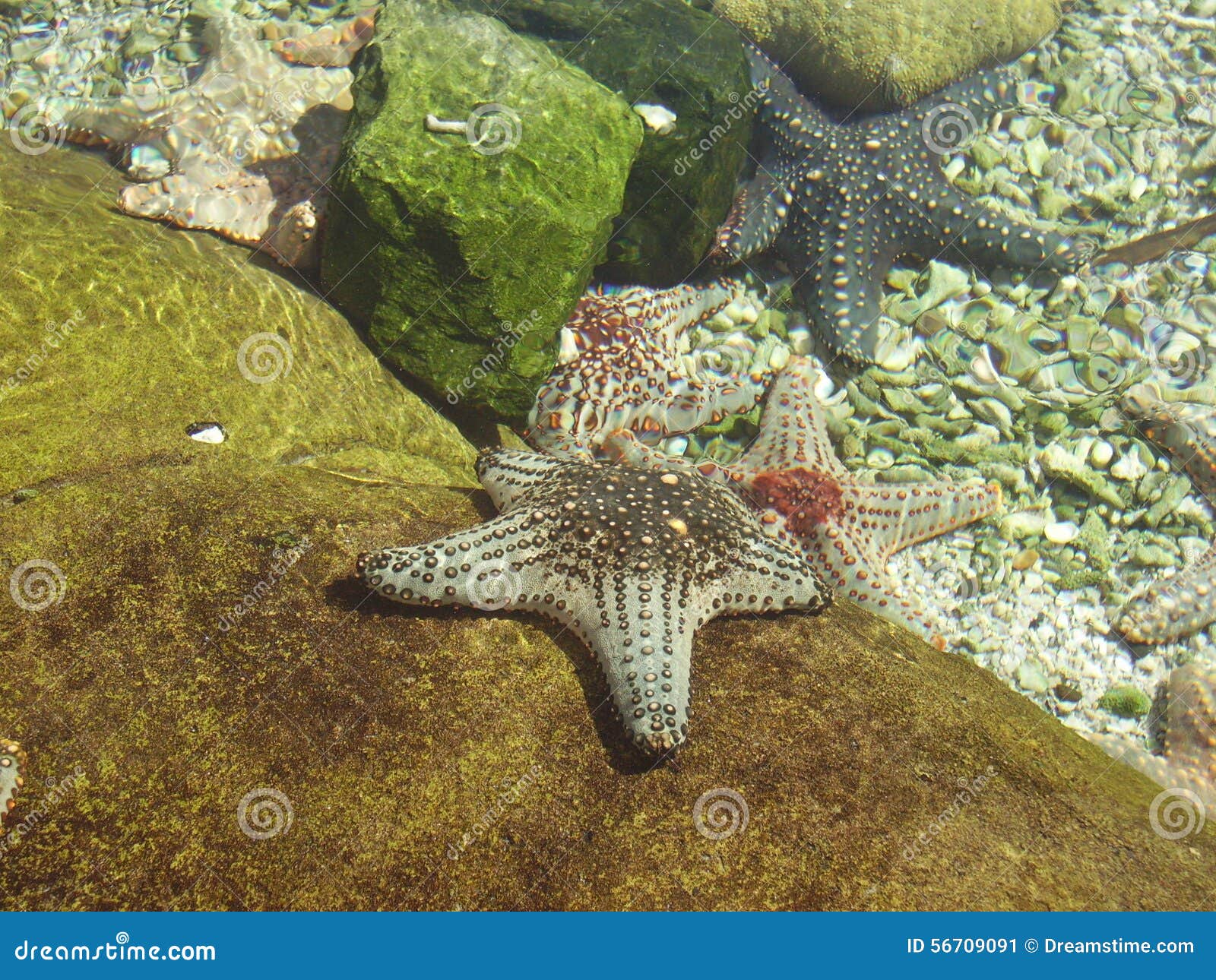 Star Fish stock image. Image of tank, sunshine, handling - 56709091