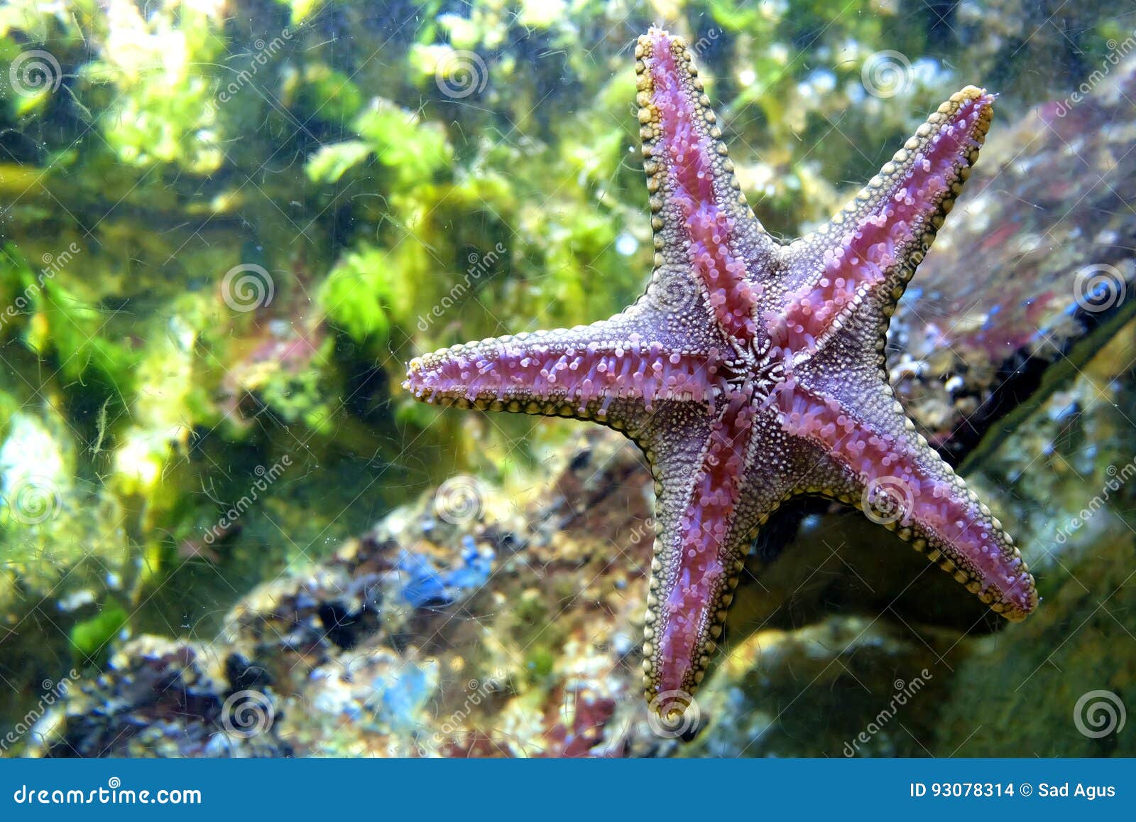 Star fish stock photo. Image of fish, water, asia, wild - 93078314