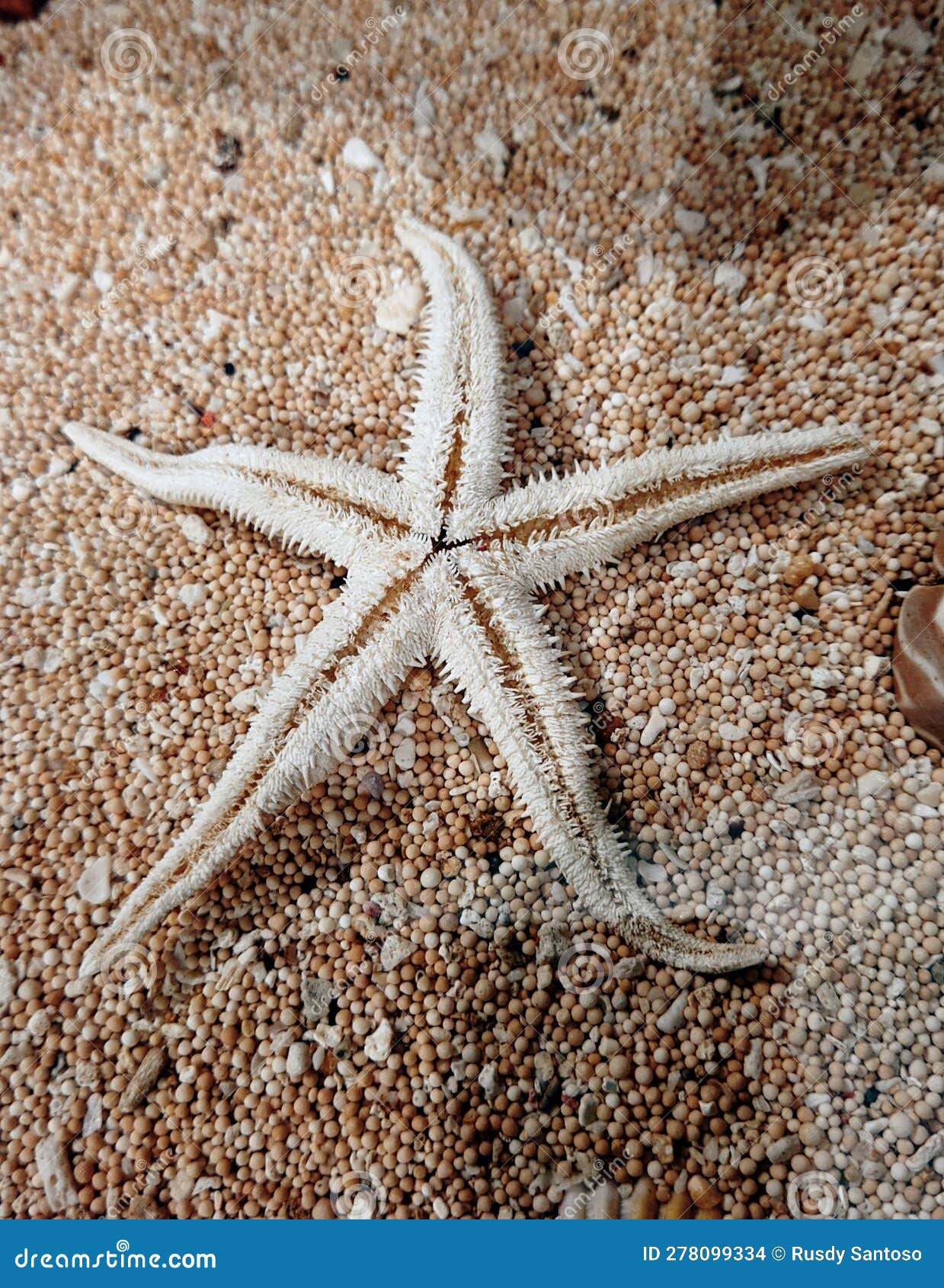 Star fish stock photo. Image of nature, fish, watter - 278099334