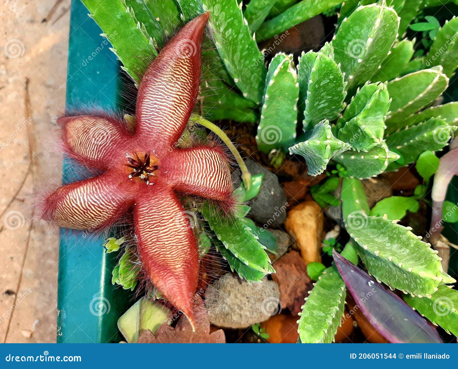 Star, flowers, herb stock photo. Image of wildflower - 206051544