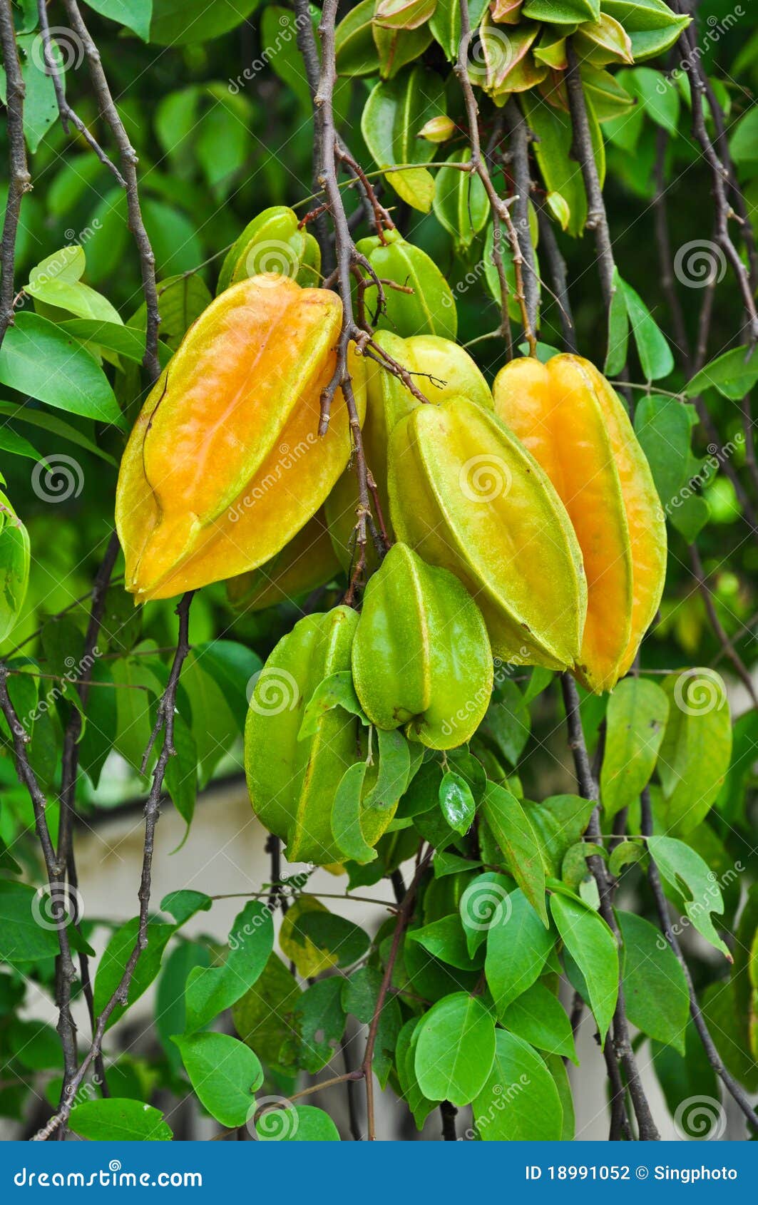 Star fruit stock photo. Image of drink, healthy, branch - 18991052