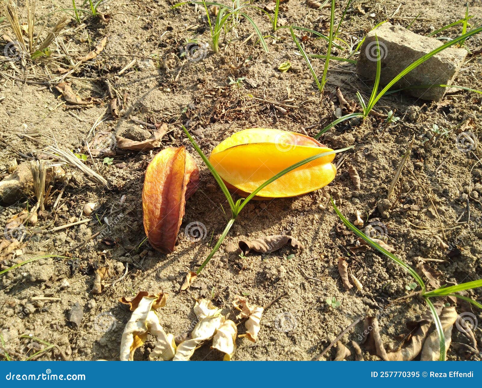 Fallen star fruit stock image. Image of wildflower, forest - 257770395