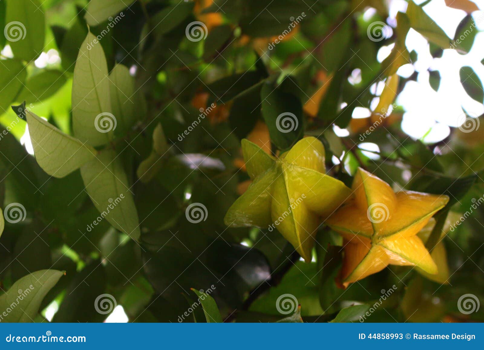 Star fruit stock image. Image of tropical, tree, fruits - 44858993