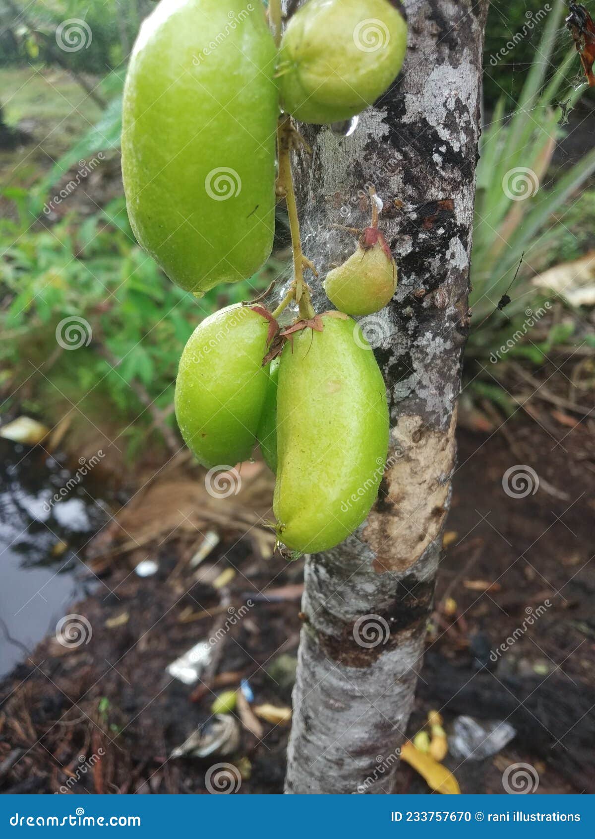 Star Fruit with Green Color Stock Photo - Image of fruit, color: 233757670