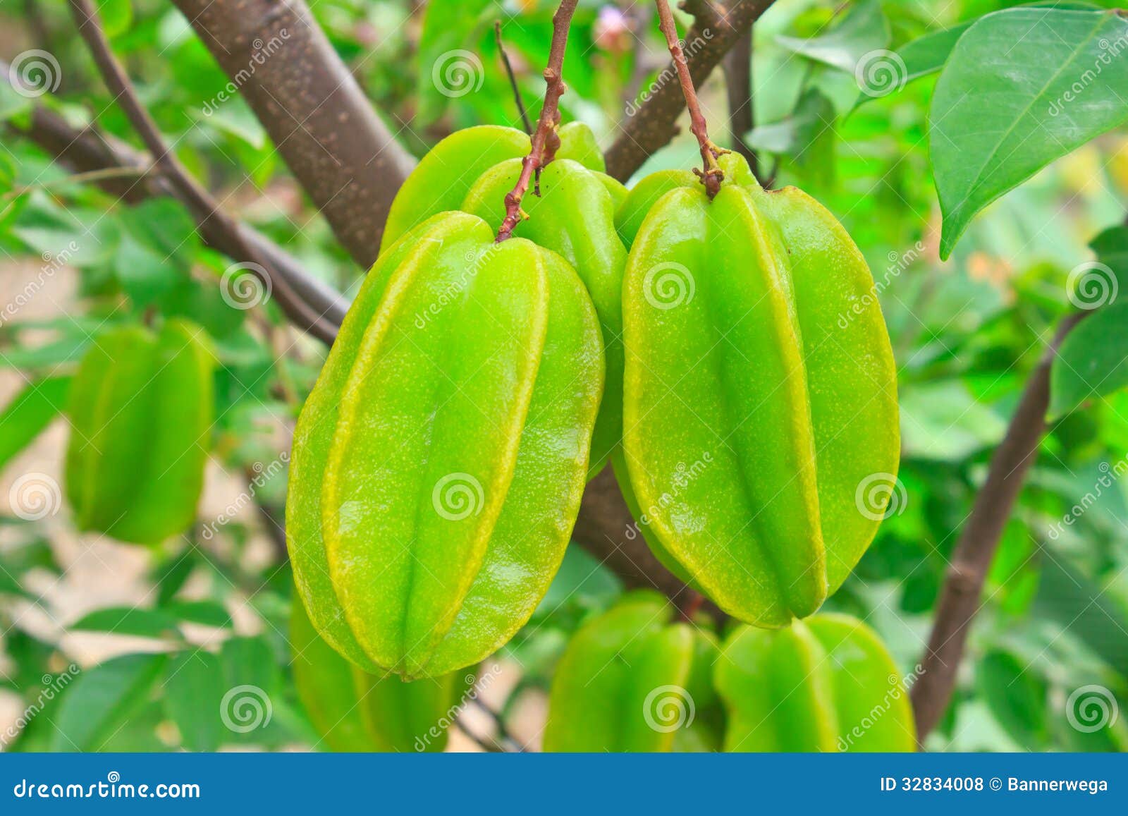 Star fruit stock photo. Image of color, collection, cinnamon - 32834008