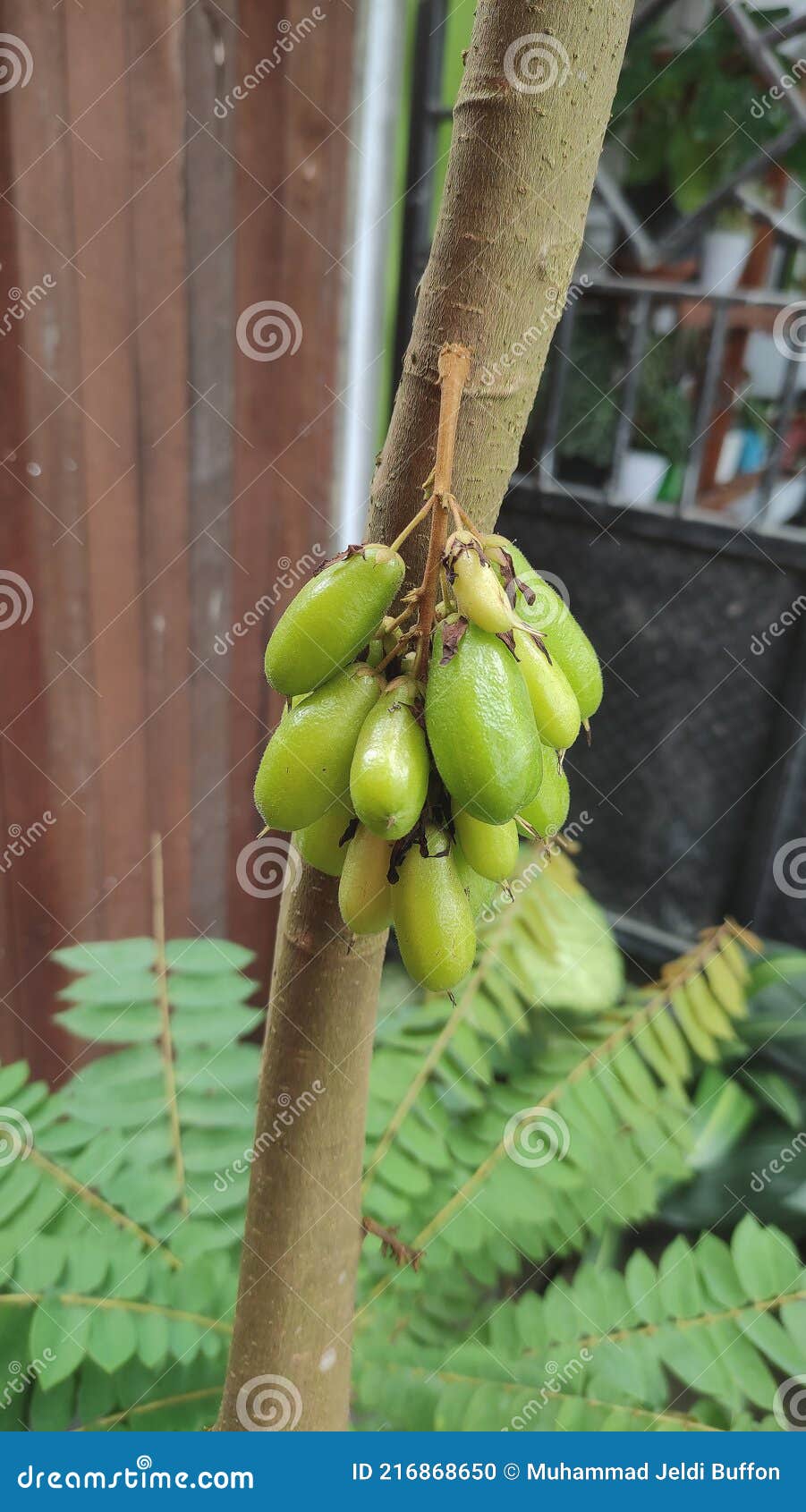 Star fruit plants stock photo. Image of growth, green - 216868650