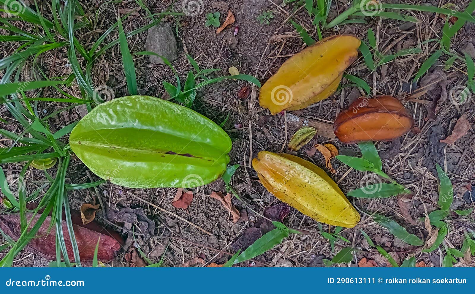 Star Fruit Plants and Trees Stock Image - Image of autumn, yellow ...