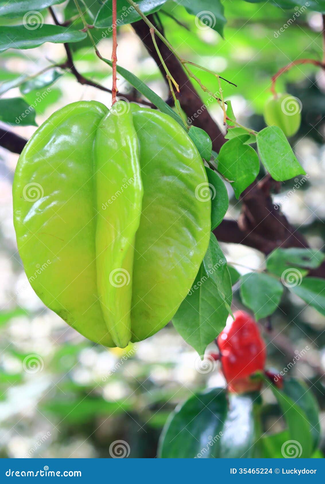Carambola Starfruit stock photo. Image of green, tropical - 35465224