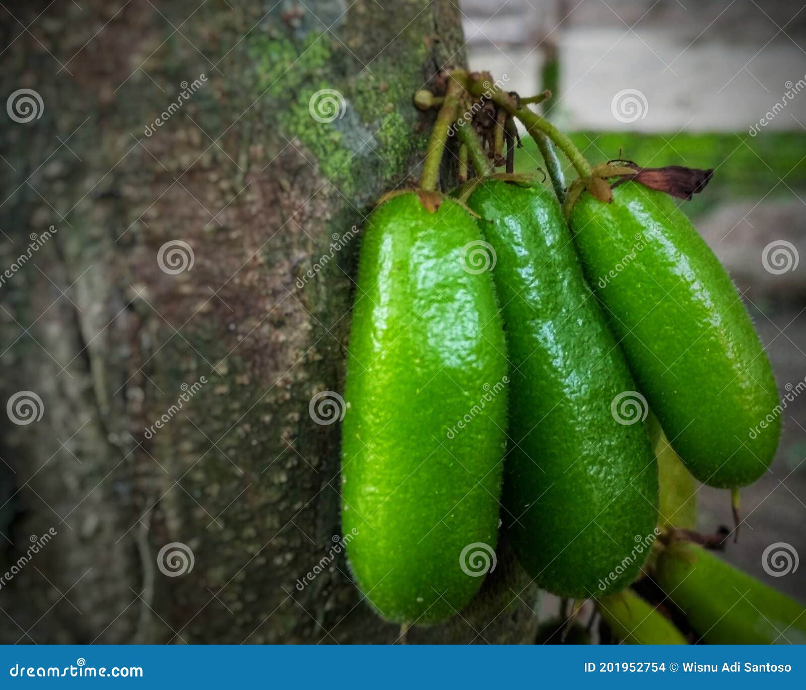 Star Fruit Sour in the Morning Stock Photo - Image of leaf, tree: 201952754