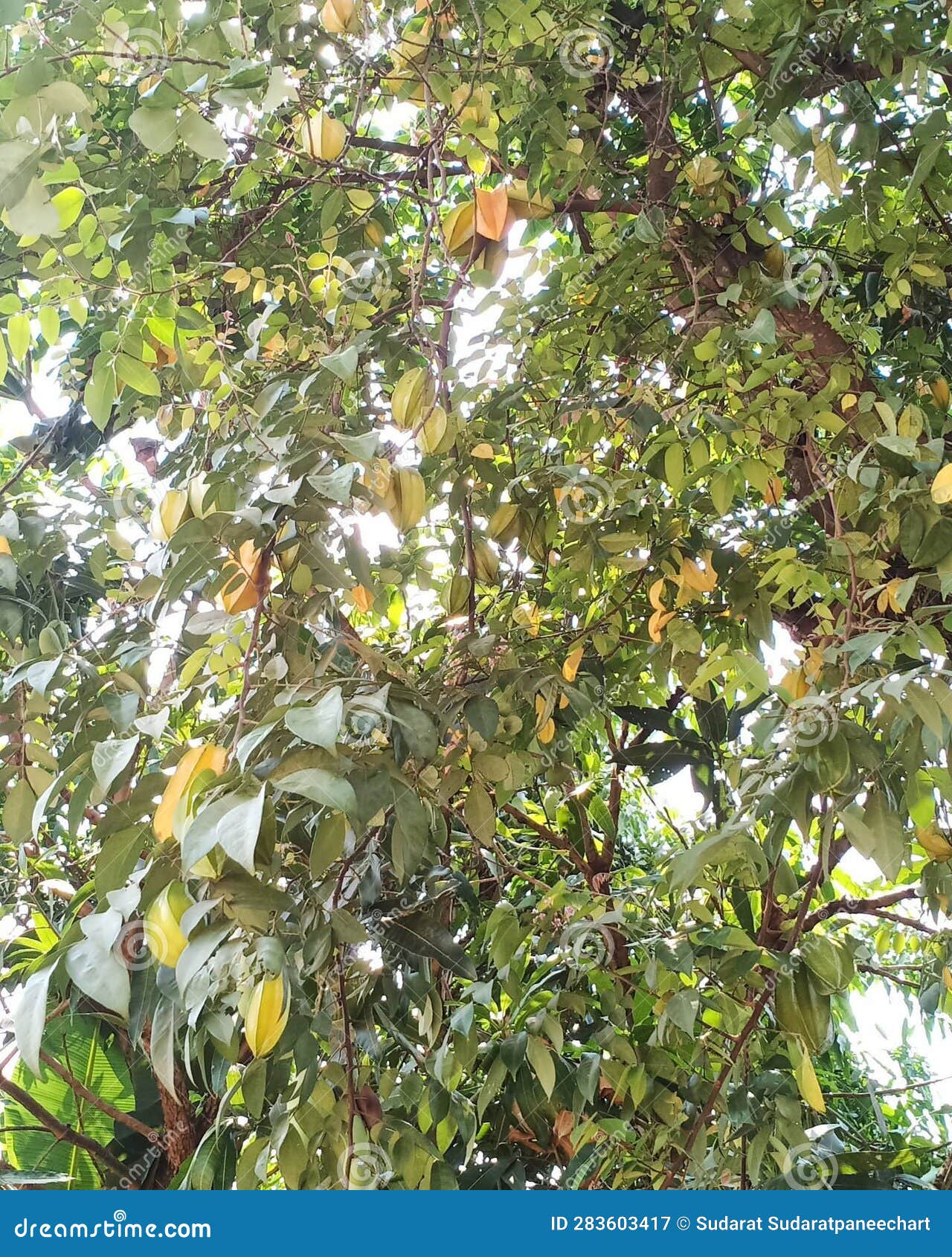 Star Shaped Thai Fruit .star Fruit Stock Image - Image of fresh ...