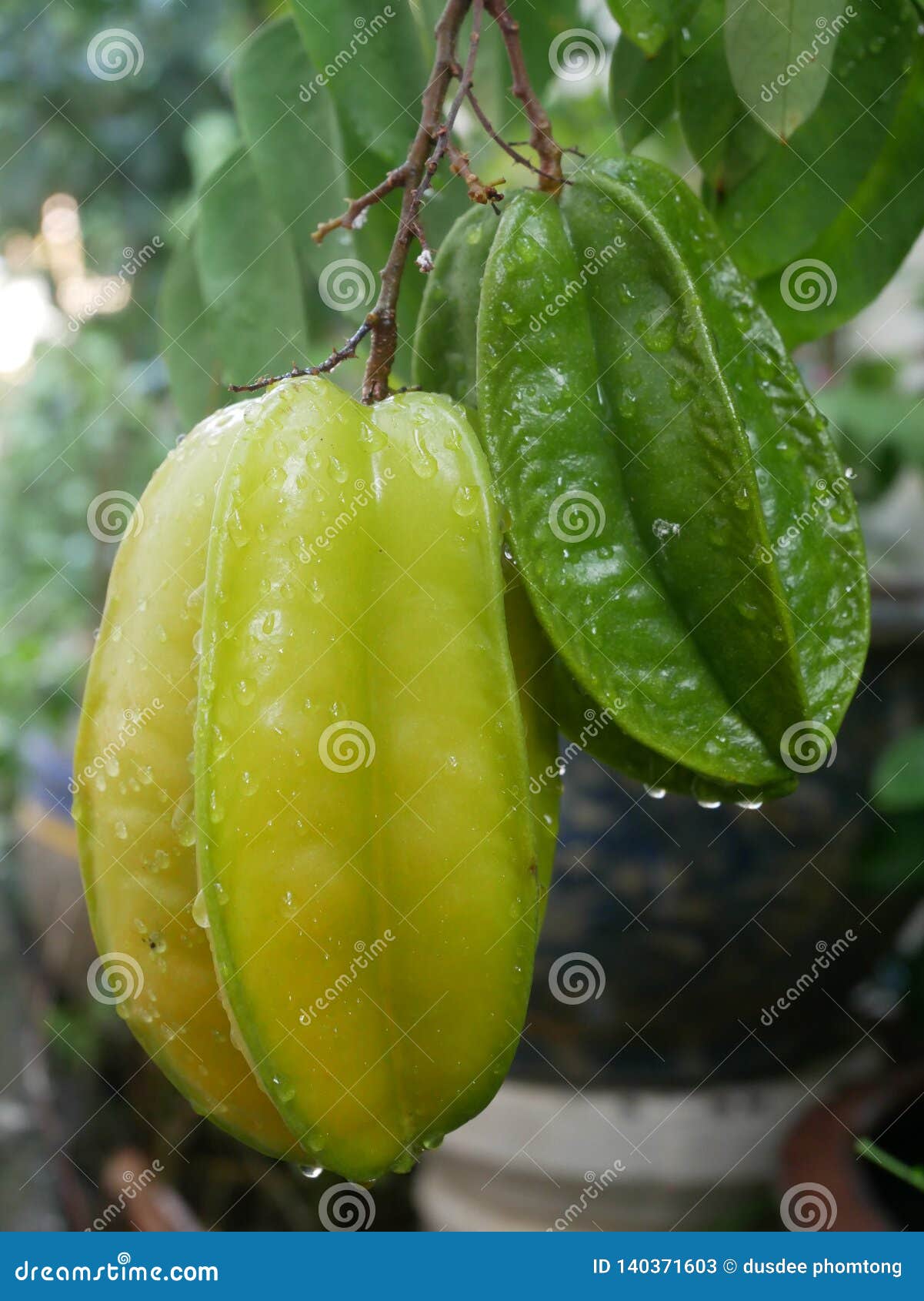 Star fruit stock image. Image of growing, star, fruit - 140371603