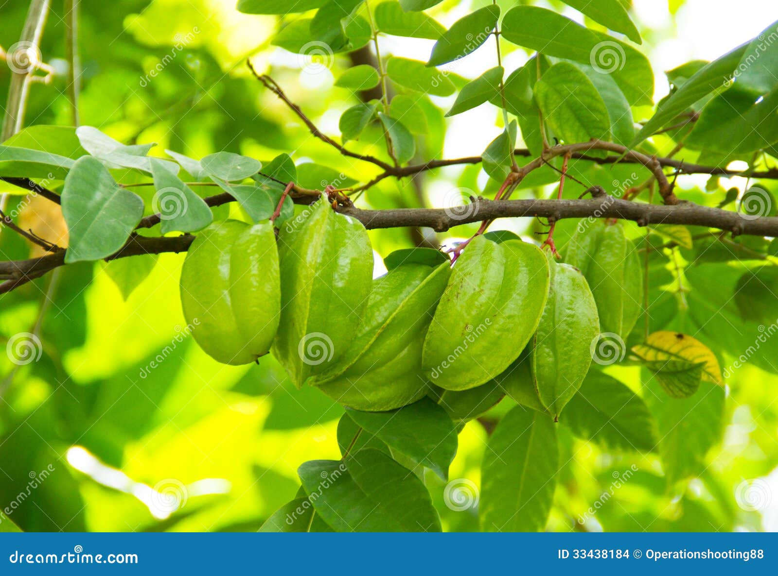 Star fruit stock photo. Image of lemon, fruit, decoration - 33438184