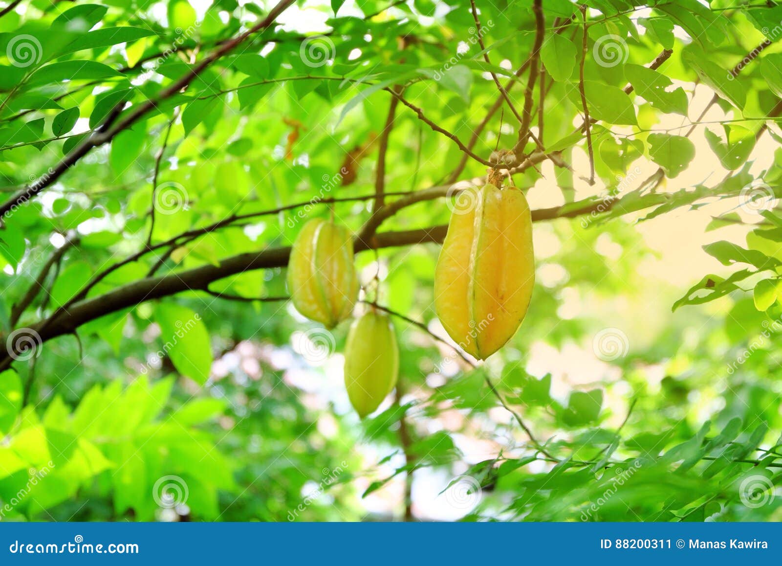 Star fruit stock image. Image of leaves, green, bright - 88200311