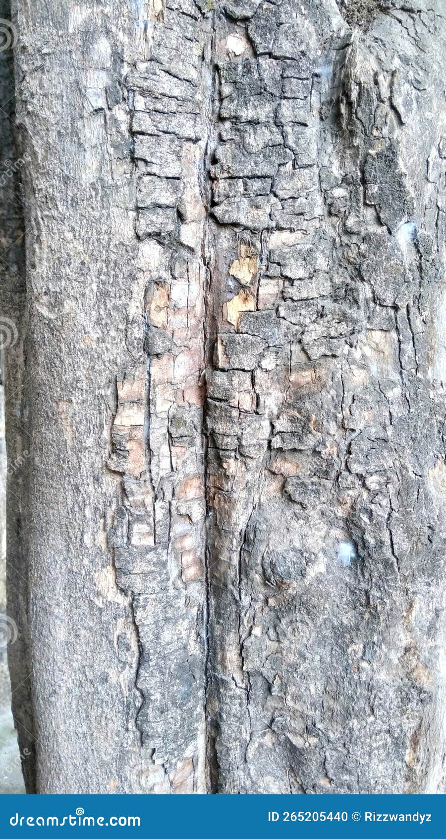 Star fruit tree bark stock photo. Image of plant, star - 265205440