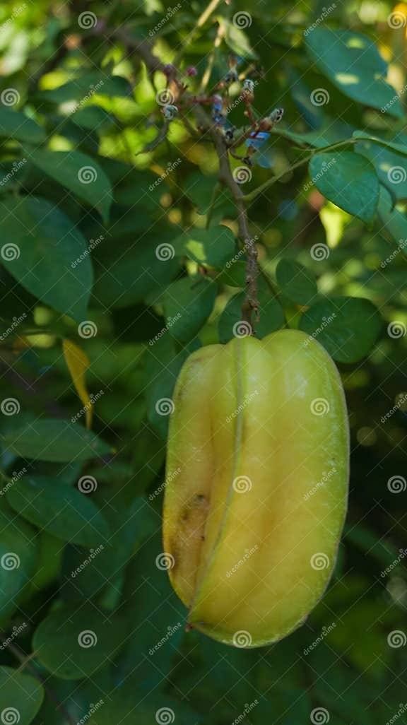 Star Fruit on Tree in the Garden. Star Fruit on Tree Stock Photo ...