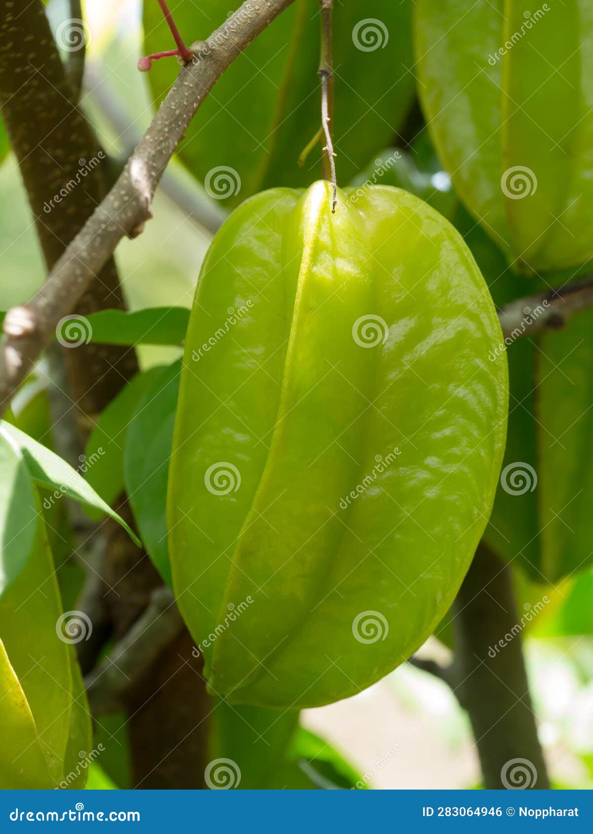 Star Fruit on tree stock photo. Image of shape, sweet - 283064946