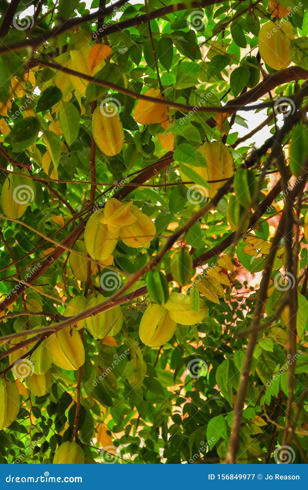 Star Fruit on a tree stock image. Image of nutritious - 156849977