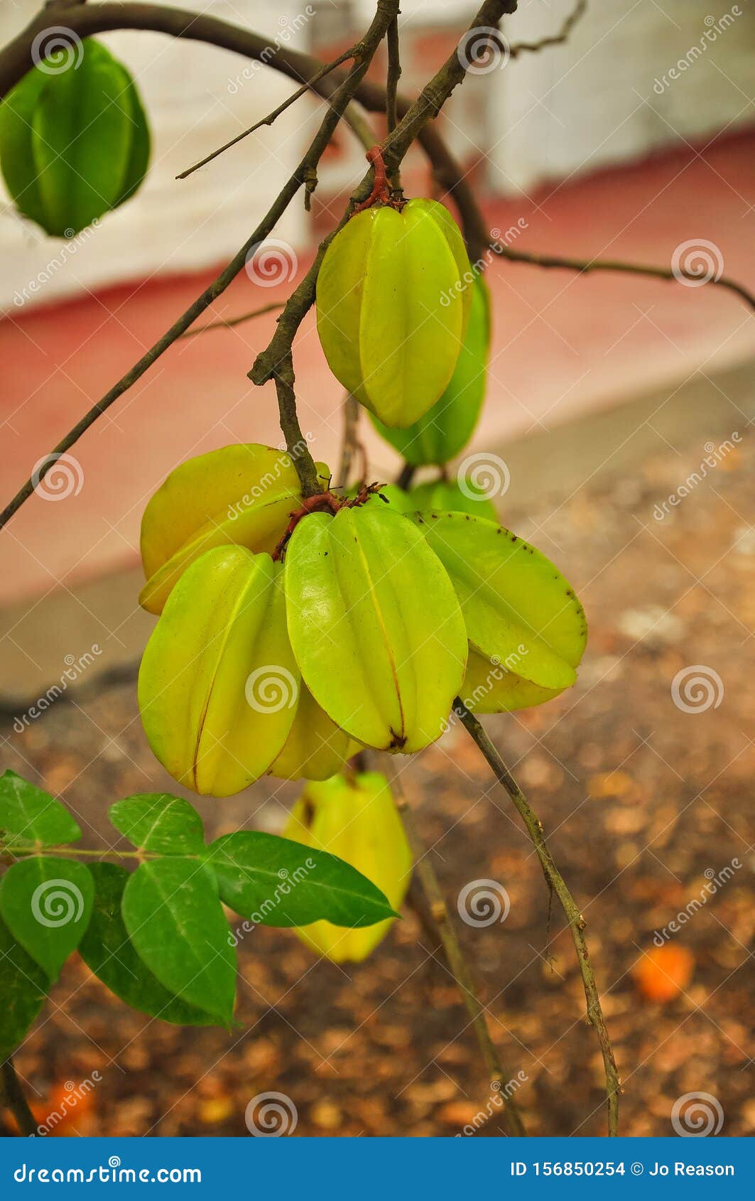 Star Fruit on a tree stock photo. Image of nutrition - 156850254