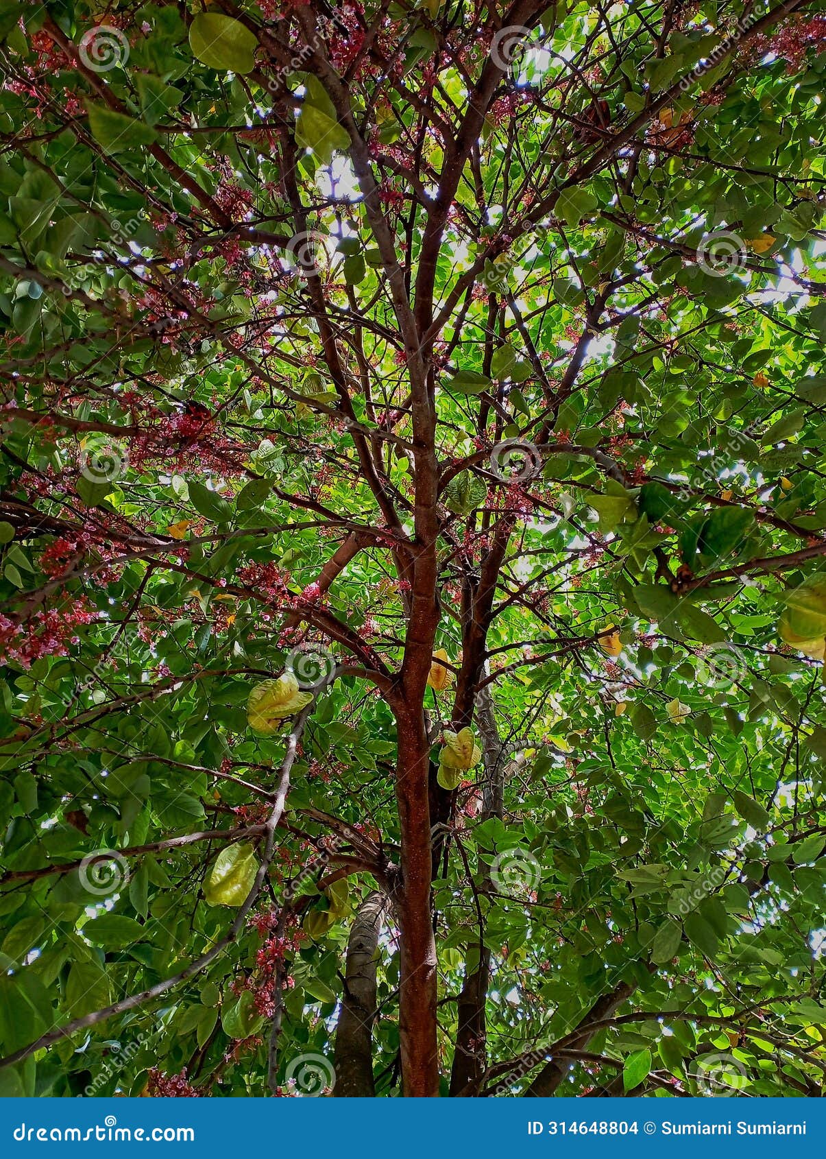 Star Fruit Tree Photographed from Below Stock Photo - Image of tree ...
