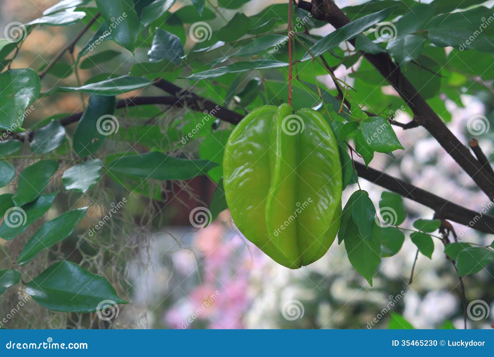 Star Fruit Tree stock photo. Image of green, yellow, fruit - 35465230