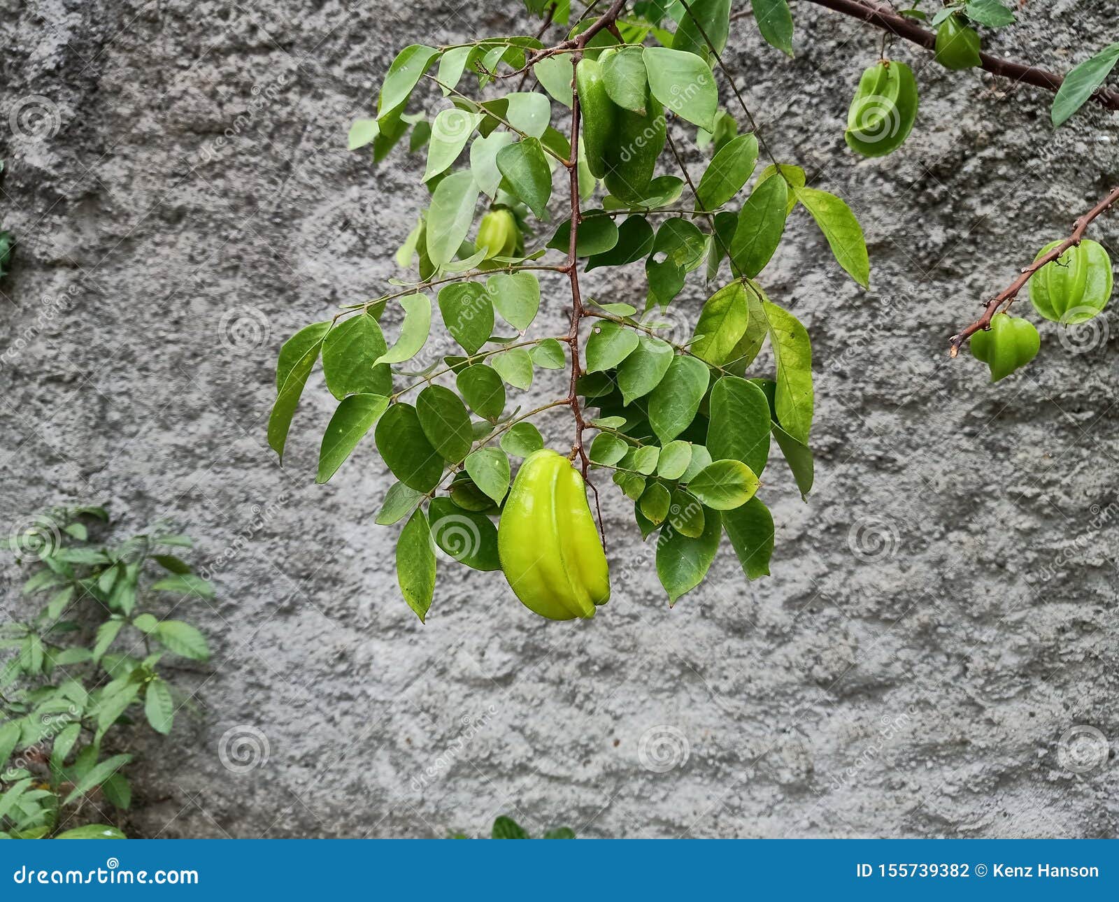 Star Fruit Tree Stock Photos - Download 10,225 Royalty Free Photos