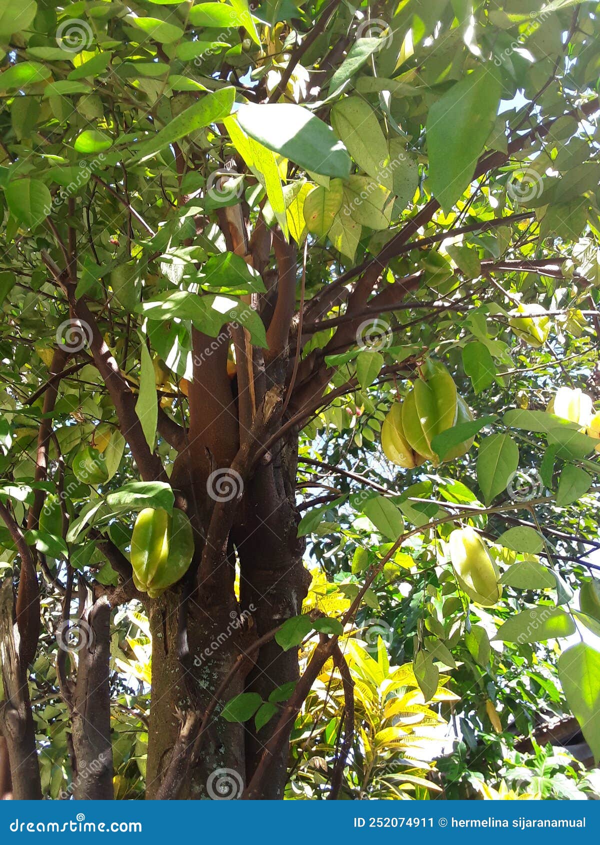 Star fruit tree stock image. Image of star, tree, trees - 252074911