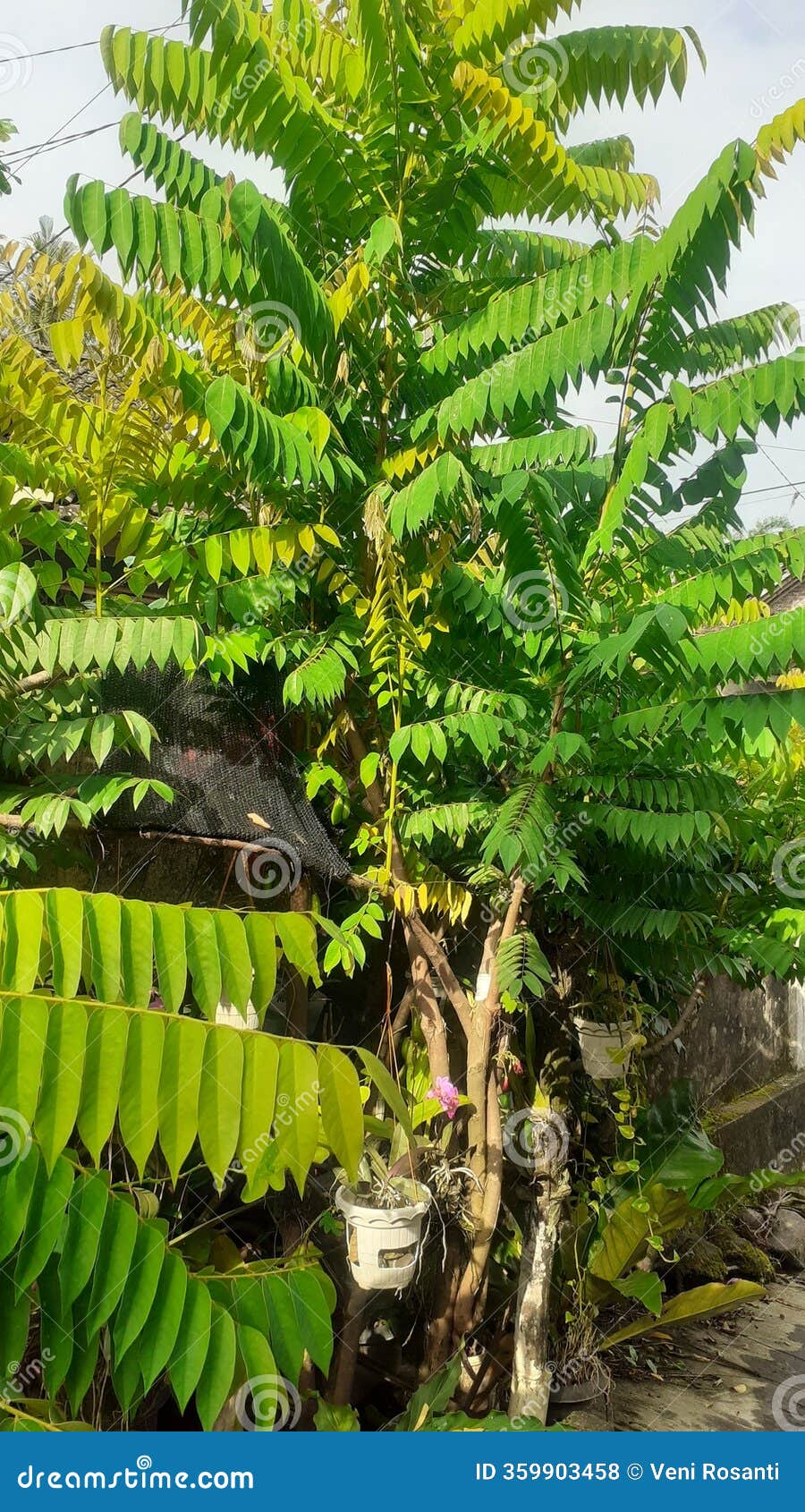Star fruit vegetable plant stock photo. Image of plant - 359903458