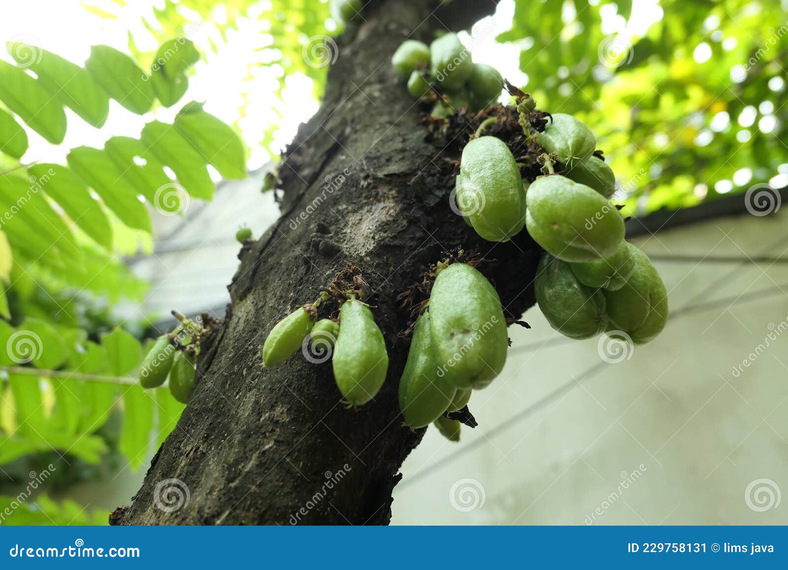 Star Fruit Wuluh, Which Tastes Sour Stock Image - Image of star ...
