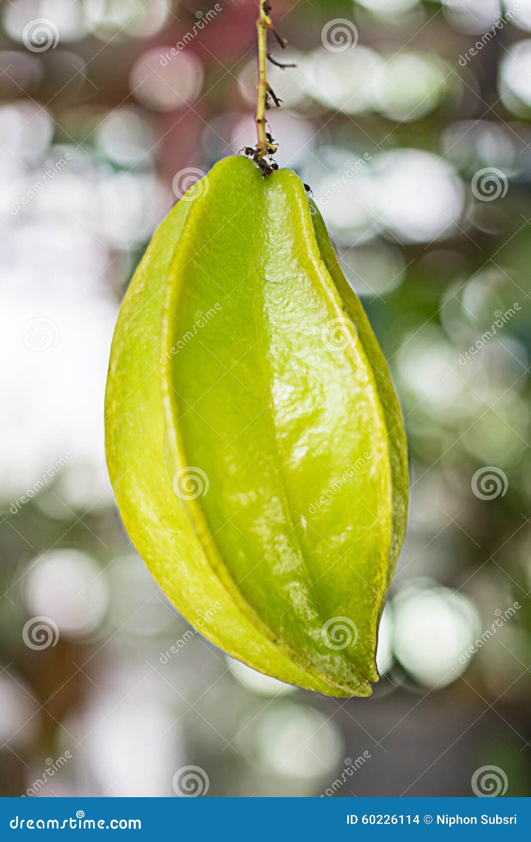 Star furit stock photo. Image of food, ripe, gourmet - 60226114
