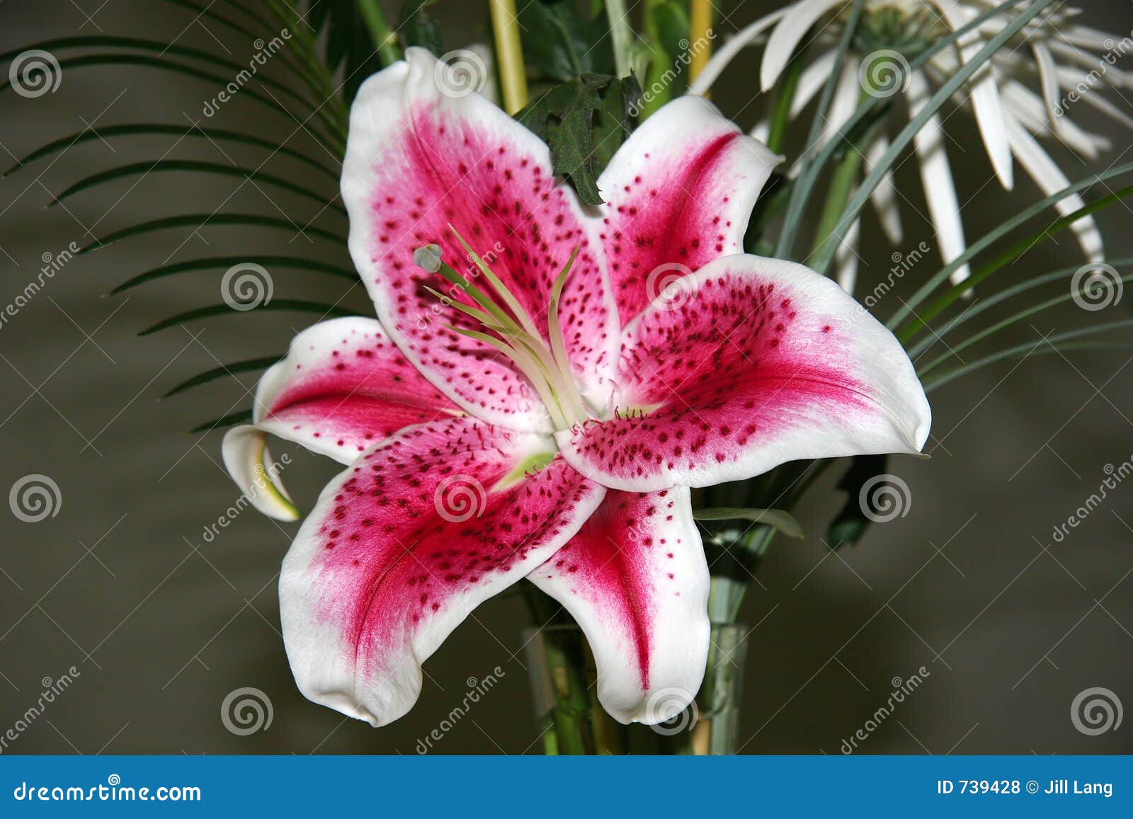 Star Gazer Lily stock photo. Image of lily, brochure, asiatic - 739428