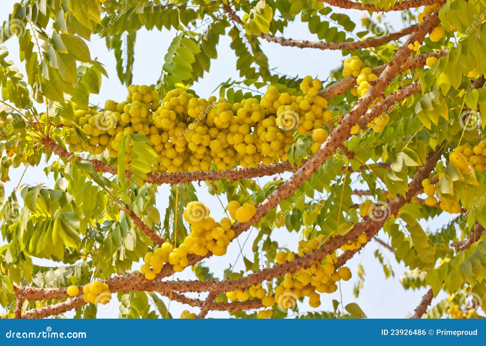 Star gooseberry stock photo. Image of green, outdoor - 23926486