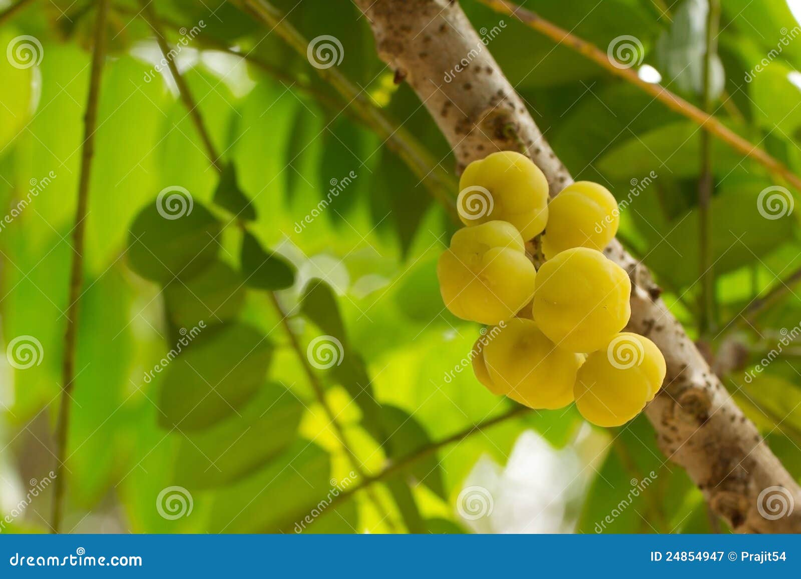 Star gooseberry stock image. Image of agriculture, food - 24854947