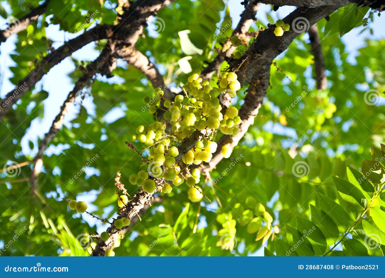 Star gooseberry stock photo. Image of agriculture, dessert - 28687408