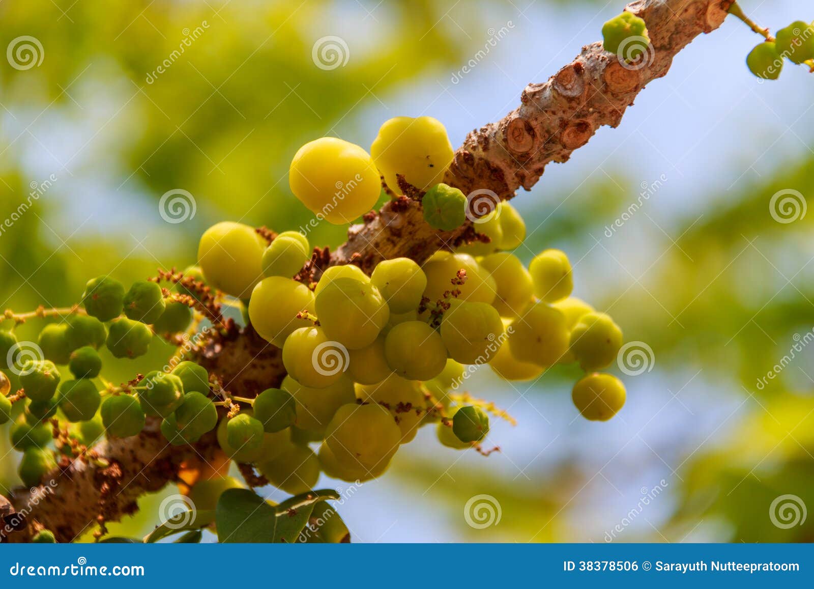 Star gooseberry stock photo. Image of natural, thailand - 38378506