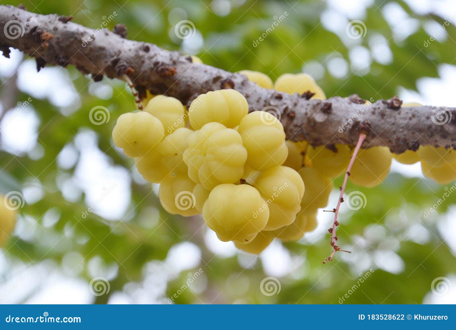 Star gooseberry stock photo. Image of detail, group - 183528622