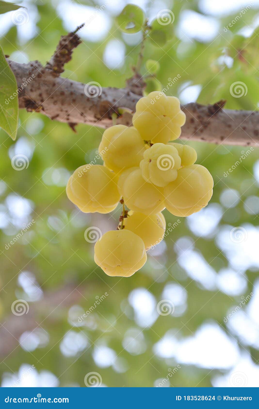 Star gooseberry stock photo. Image of closeup, fruit - 183528624