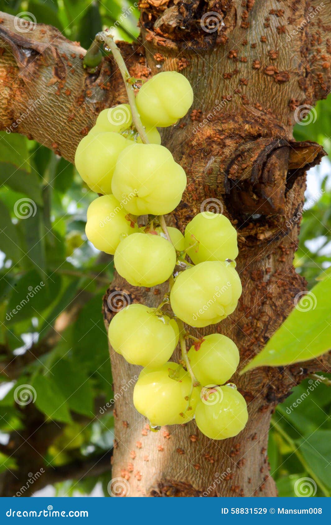 Star gooseberry stock image. Image of sour, nature, food - 58831529