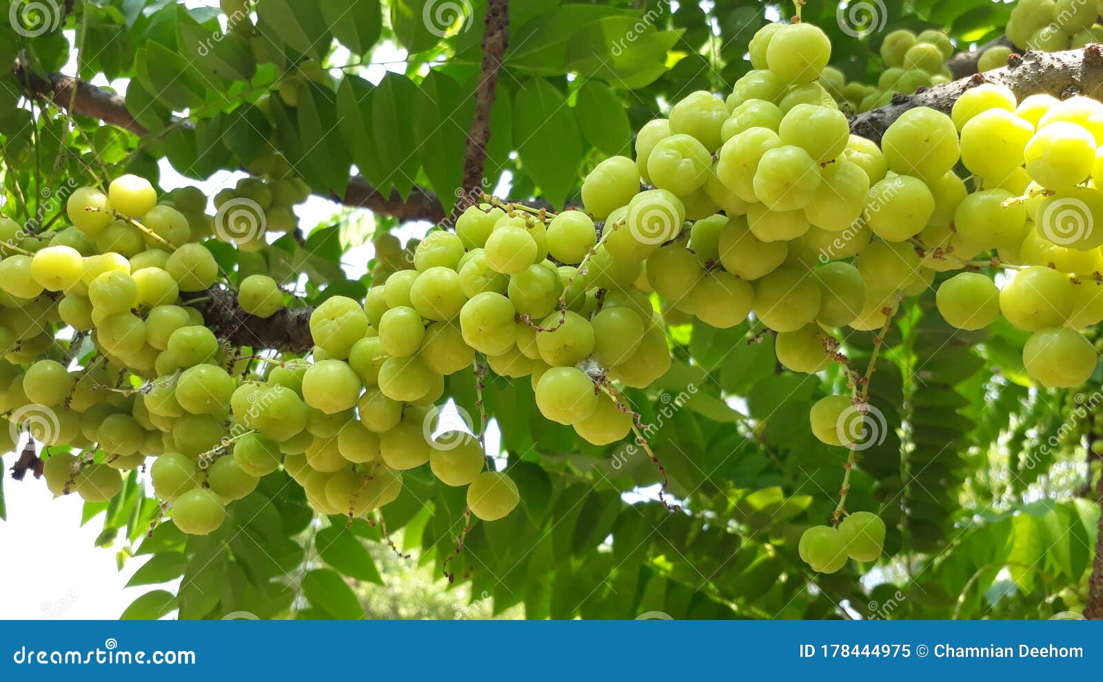Star gooseberry stock image. Image of leaves, tree, fresh - 178444975