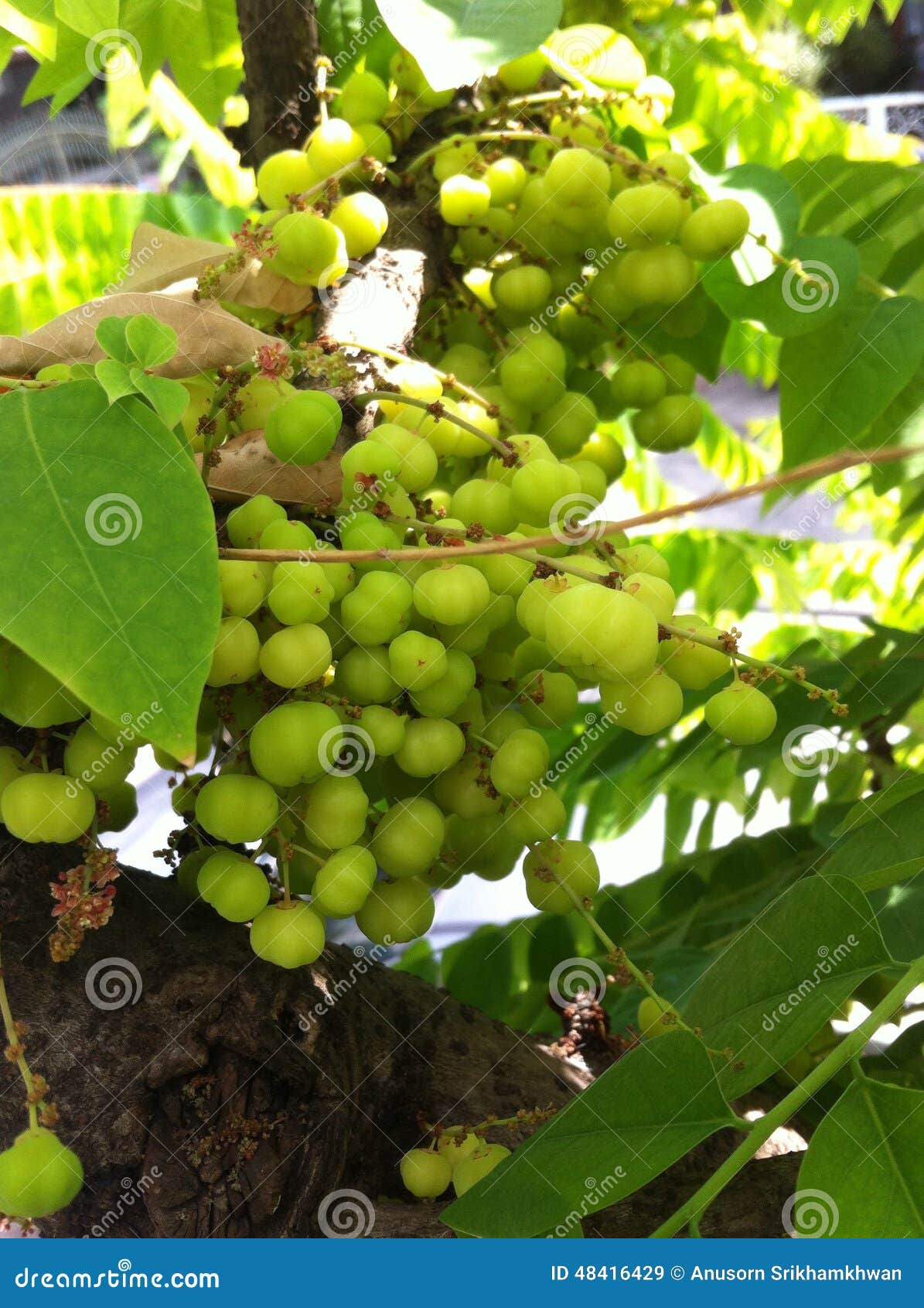 Star gooseberry stock image. Image of star, fruit, sour - 48416429