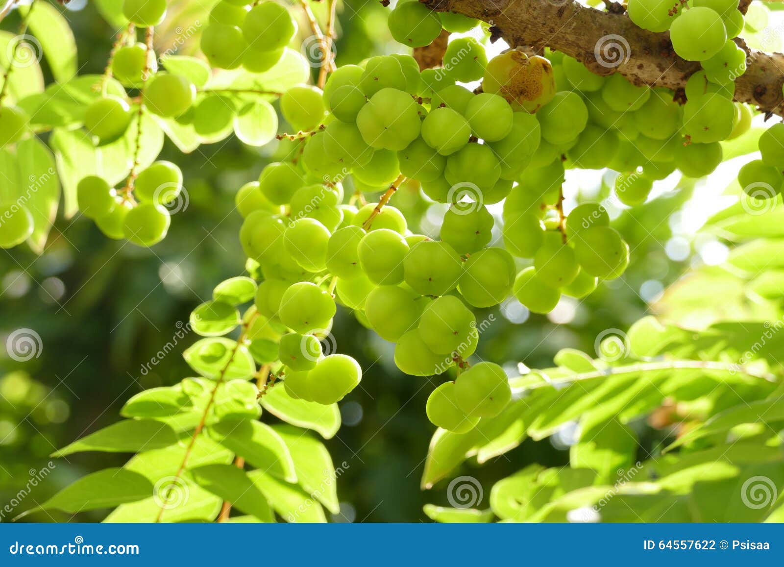 Star gooseberry fruit stock photo. Image of agriculture - 64557622