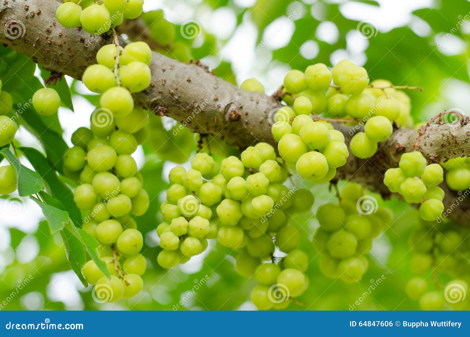 Star gooseberry stock photo. Image of gooseberry, sour - 64847606