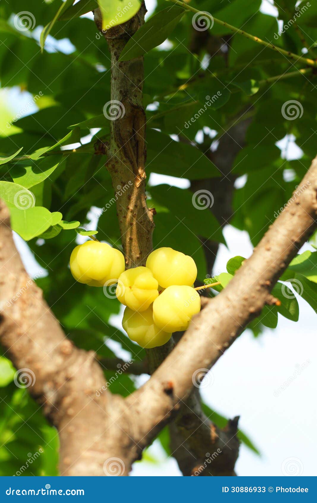 Star gooseberry stock image. Image of season, summer - 30886933