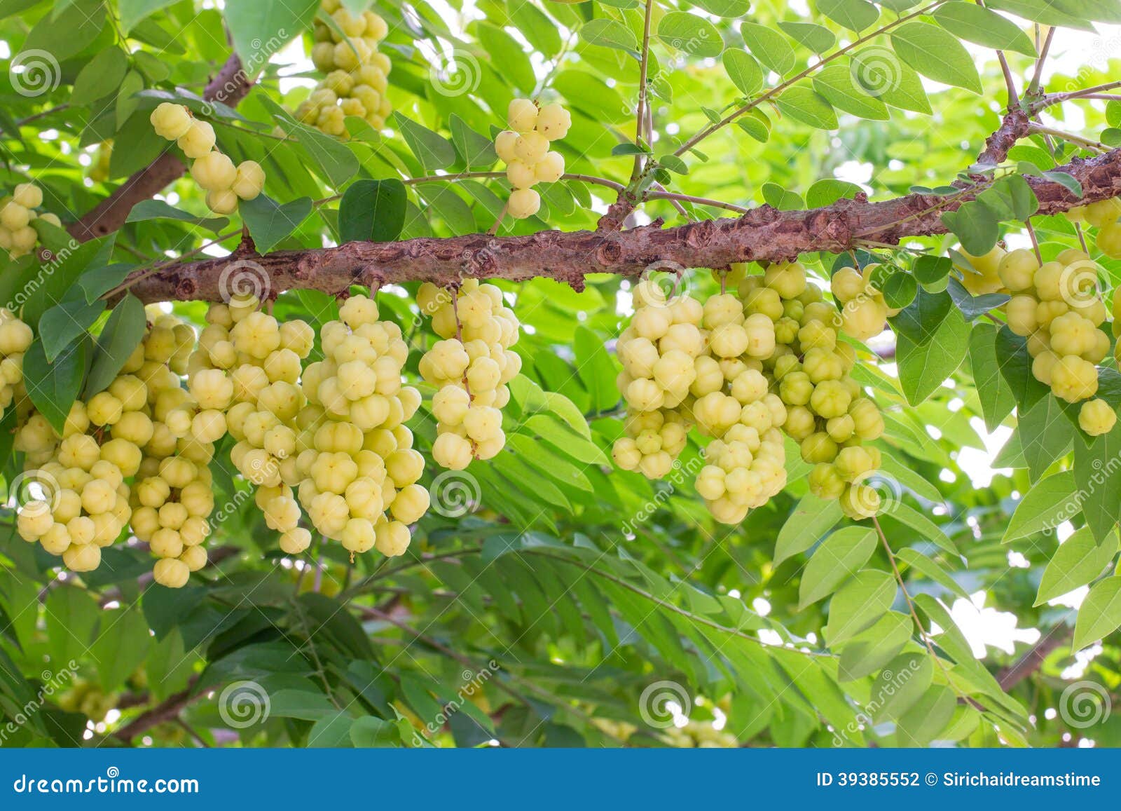 Star Gooseberry stock photo. Image of tropical, yellow - 39385552