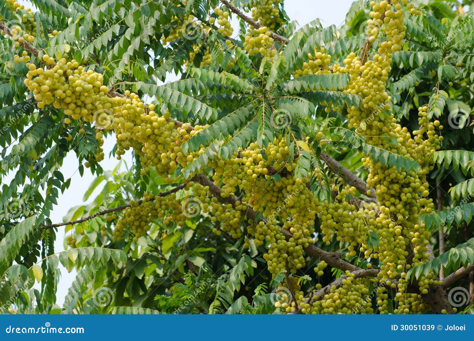 Star gooseberry on tree stock image. Image of food, green - 30051039